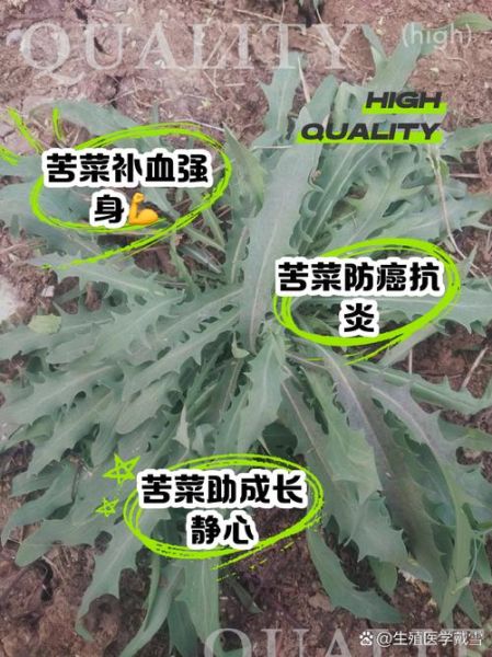 苦苦菜什么人不能吃_苦苦菜禁忌人群有哪些-第2张图片-山城妙识 苦苦菜什么人不能吃_苦苦菜禁忌人群有哪些-第2张图片-山城妙识