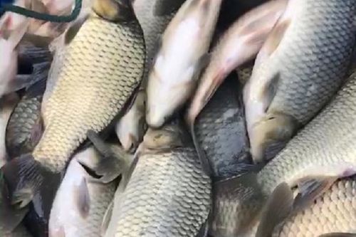 鲶鱼多少钱一斤_鲶鱼价格为什么波动大-第1张图片-山城妙识 鲶鱼多少钱一斤_鲶鱼价格为什么波动大-第1张图片-山城妙识