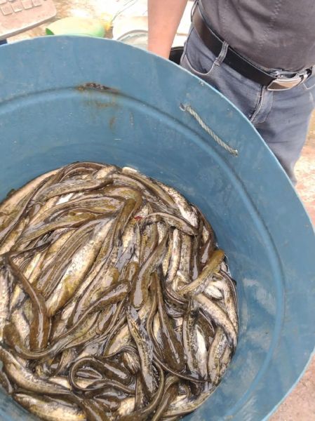 鲶鱼多少钱一斤_鲶鱼价格为什么波动大-第2张图片-山城妙识 鲶鱼多少钱一斤_鲶鱼价格为什么波动大-第2张图片-山城妙识