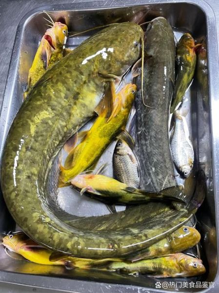 鲶鱼多少钱一斤_鲶鱼价格为什么波动大-第3张图片-山城妙识 鲶鱼多少钱一斤_鲶鱼价格为什么波动大-第3张图片-山城妙识