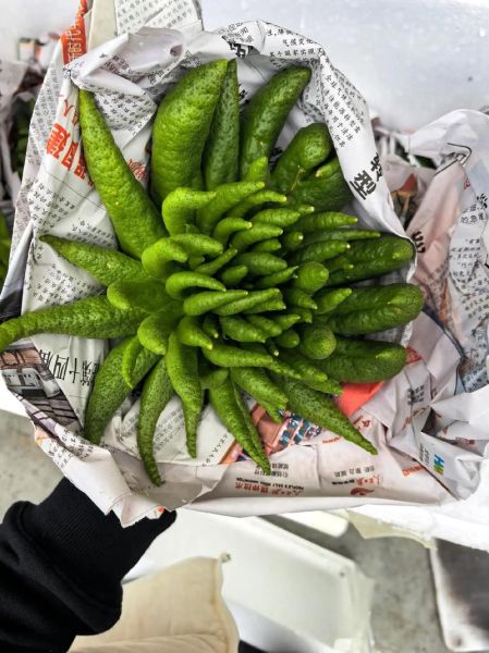 佛手柑多少钱一斤_佛手柑价格行情-第2张图片-山城妙识 佛手柑多少钱一斤_佛手柑价格行情-第2张图片-山城妙识