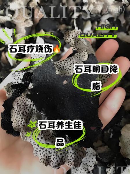 石耳的功效与作用_石耳怎么吃效果最好-第1张图片-山城妙识 石耳的功效与作用_石耳怎么吃效果最好-第1张图片-山城妙识