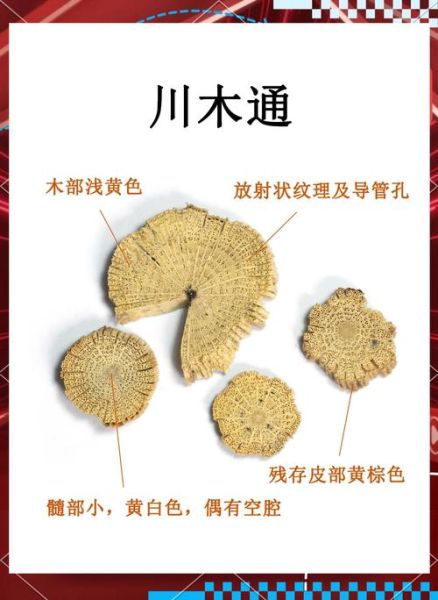 木通图片长什么样_木通与川木通区别-第1张图片-山城妙识