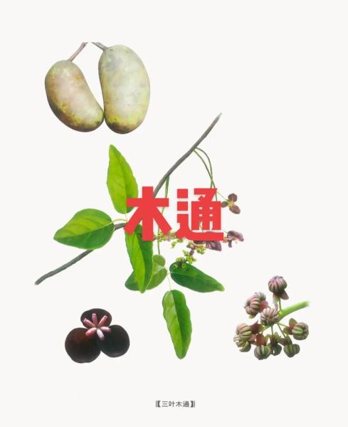 木通图片长什么样_木通与川木通区别-第3张图片-山城妙识