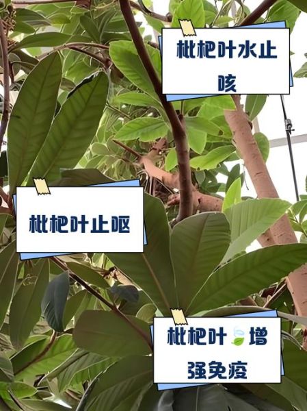 枇杷叶煮水用老叶还是嫩叶_枇杷叶老叶嫩叶功效区别-第1张图片-山城妙识 枇杷叶煮水用老叶还是嫩叶_枇杷叶老叶嫩叶功效区别-第1张图片-山城妙识