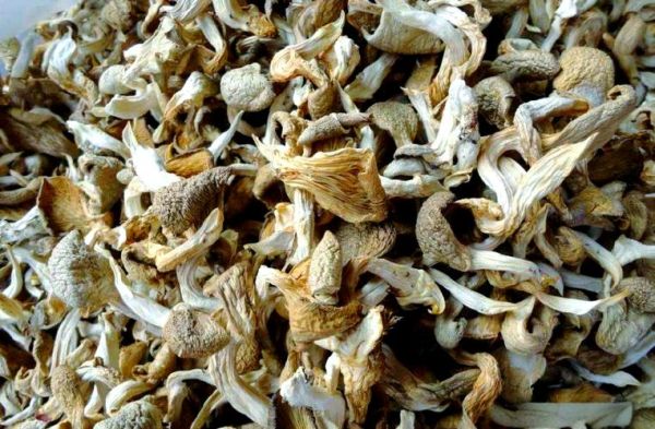 姬菇和平菇的区别_哪个更好吃-第3张图片-山城妙识 姬菇和平菇的区别_哪个更好吃-第3张图片-山城妙识