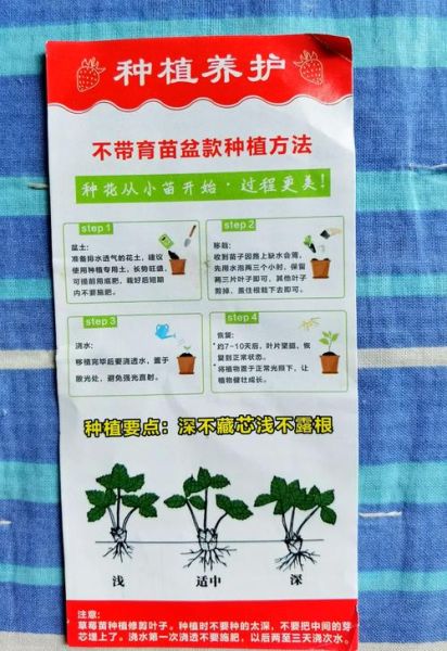 草莓大棚一亩需要多少本钱_草莓种植成本明细-第2张图片-山城妙识