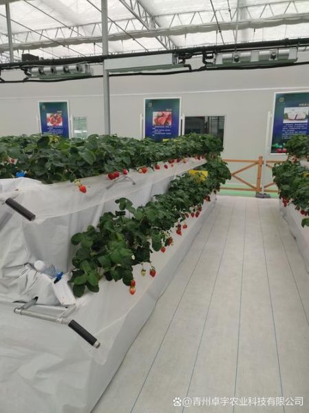 草莓大棚一亩需要多少本钱_草莓种植成本明细-第3张图片-山城妙识