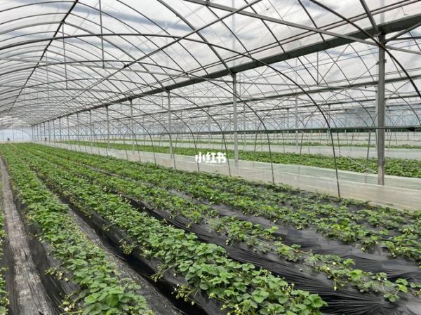 草莓大棚一亩需要多少本钱_草莓种植成本明细-第1张图片-山城妙识