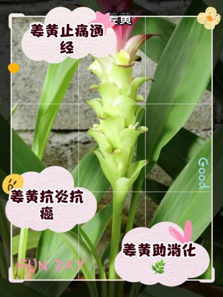 姜黄的功效与作用及禁忌_哪些人不能吃-第3张图片-山城妙识