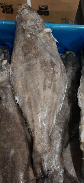 鲽鱼多少钱一斤_鲽鱼价格为什么差距大-第2张图片-山城妙识 鲽鱼多少钱一斤_鲽鱼价格为什么差距大-第2张图片-山城妙识