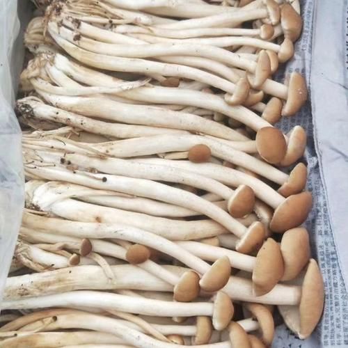 鲜茶树菇图片_如何挑选新鲜茶树菇-第1张图片-山城妙识 鲜茶树菇图片_如何挑选新鲜茶树菇-第1张图片-山城妙识