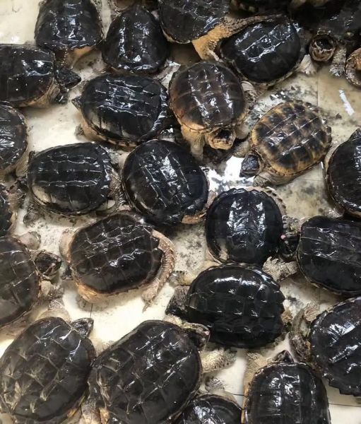 鳄鱼龟的功效与禁忌_鳄鱼龟适合什么人吃-第3张图片-山城妙识 鳄鱼龟的功效与禁忌_鳄鱼龟适合什么人吃-第3张图片-山城妙识