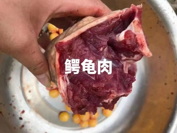 鳄鱼龟的功效与禁忌_鳄鱼龟适合什么人吃-第1张图片-山城妙识 鳄鱼龟的功效与禁忌_鳄鱼龟适合什么人吃-第1张图片-山城妙识