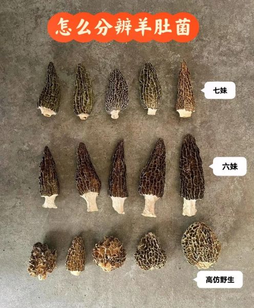 羊肚菌图片价格多少钱一斤_如何辨别真假羊肚菌-第2张图片-山城妙识 羊肚菌图片价格多少钱一斤_如何辨别真假羊肚菌-第2张图片-山城妙识