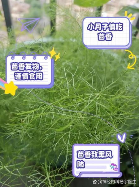 小茴香哪些人不能吃_小茴香禁忌人群-第1张图片-山城妙识