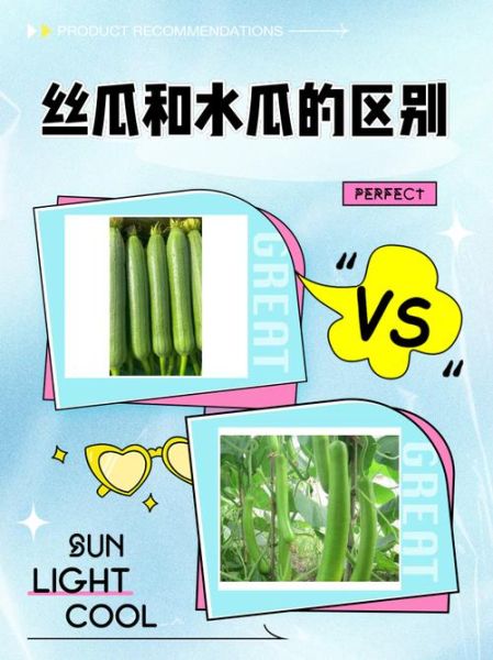 丝瓜和水瓜的区别_丝瓜水瓜哪个更营养-第1张图片-山城妙识 丝瓜和水瓜的区别_丝瓜水瓜哪个更营养-第1张图片-山城妙识