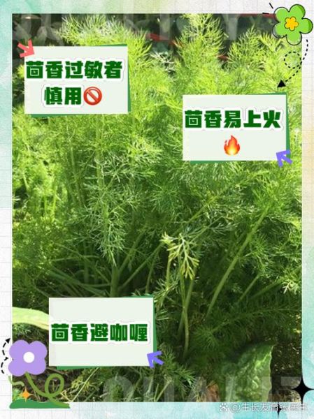 小茴香哪些人不能吃_小茴香禁忌人群-第2张图片-山城妙识