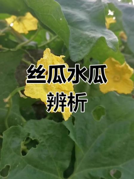 丝瓜和水瓜的区别_丝瓜水瓜哪个更营养-第3张图片-山城妙识 丝瓜和水瓜的区别_丝瓜水瓜哪个更营养-第3张图片-山城妙识
