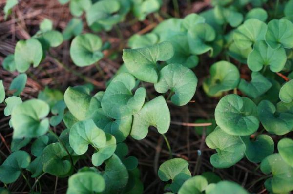 马蹄金是什么金_马蹄金多少钱一克-第3张图片-山城妙识