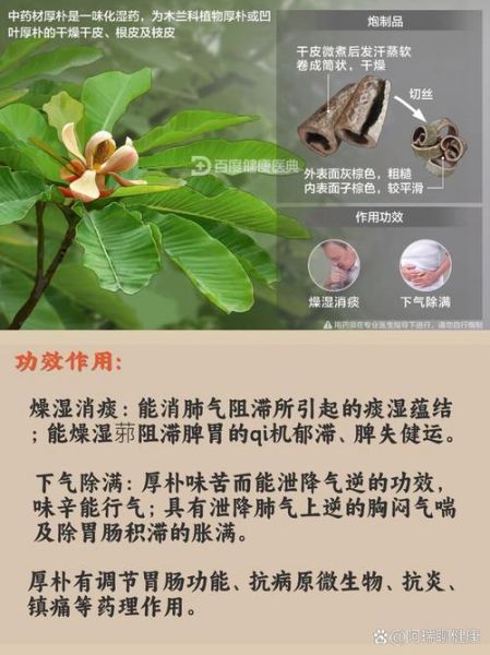 厚朴七物汤的功效与作用_适合哪些症状-第1张图片-山城妙识