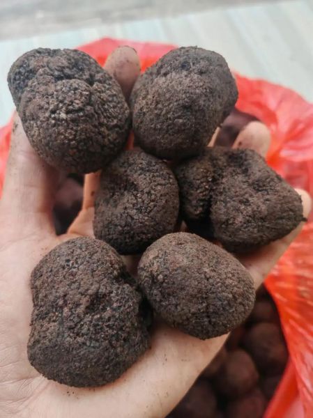 黑松露吃起来是什么味道_黑松露口感像什么-第1张图片-山城妙识