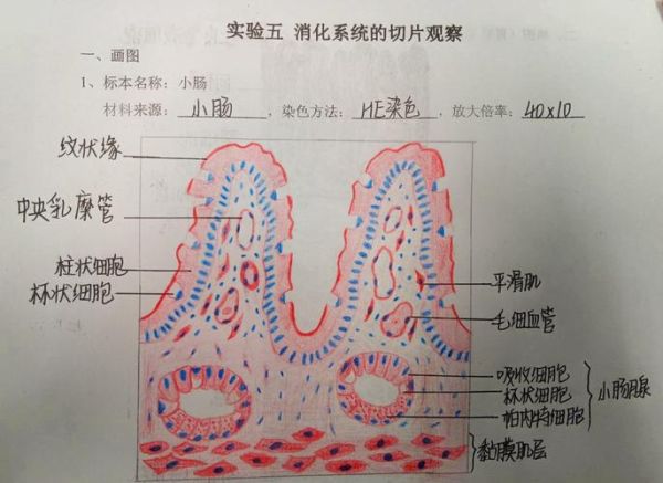 淀粉分子式是什么_淀粉分子结构详解-第3张图片-山城妙识