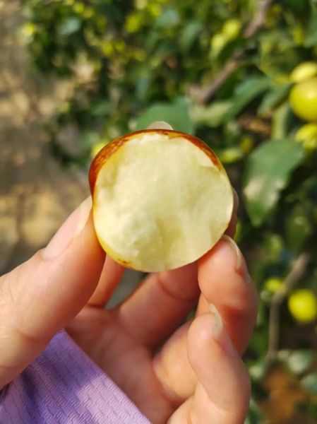 陕西大荔冬枣的功效与作用_孕妇能吃吗-第1张图片-山城妙识