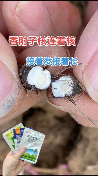 香附的功效与作用_香附怎么吃效果好-第2张图片-山城妙识