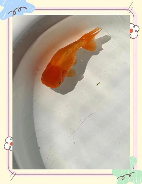 虎头金鱼怎么养_虎头金鱼价格多少钱-第1张图片-山城妙识