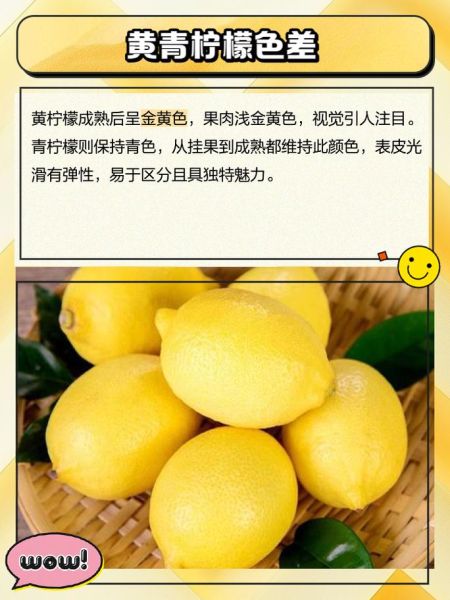 青柠檬和黄柠檬哪个好_区别与功效对比-第1张图片-山城妙识 青柠檬和黄柠檬哪个好_区别与功效对比-第1张图片-山城妙识