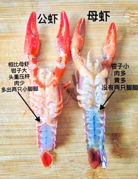 龙虾怎么挑选鲜活的_龙虾图片鲜活辨别技巧-第1张图片-山城妙识 龙虾怎么挑选鲜活的_龙虾图片鲜活辨别技巧-第1张图片-山城妙识