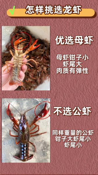 龙虾怎么挑选鲜活的_龙虾图片鲜活辨别技巧-第2张图片-山城妙识 龙虾怎么挑选鲜活的_龙虾图片鲜活辨别技巧-第2张图片-山城妙识