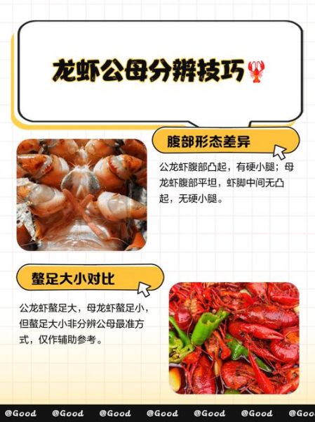 龙虾怎么挑选鲜活的_龙虾图片鲜活辨别技巧-第3张图片-山城妙识 龙虾怎么挑选鲜活的_龙虾图片鲜活辨别技巧-第3张图片-山城妙识