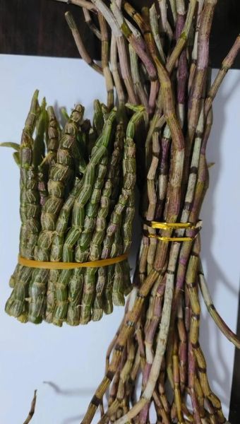 野生铁皮石斛多少钱一斤_野生铁皮石斛的功效与作用-第3张图片-山城妙识