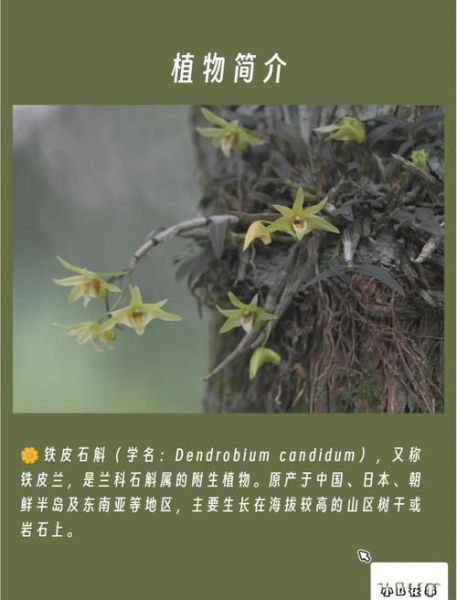 野生铁皮石斛多少钱一斤_野生铁皮石斛的功效与作用-第1张图片-山城妙识