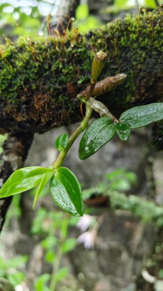 野生铁皮石斛多少钱一斤_野生铁皮石斛的功效与作用-第2张图片-山城妙识