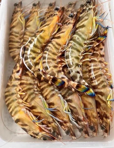 斑节虾为什么贵_斑节虾价格高的原因-第1张图片-山城妙识