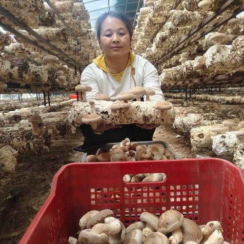 香菇怎么种_香菇种植方法-第3张图片-山城妙识 香菇怎么种_香菇种植方法-第3张图片-山城妙识