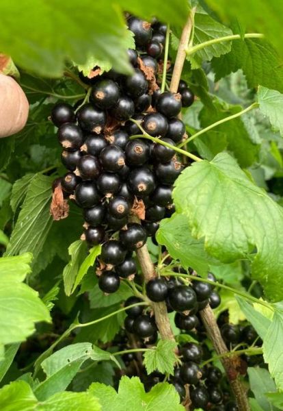 醋栗浆果的功效与作用_醋栗浆果怎么吃-第3张图片-山城妙识