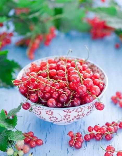 醋栗浆果的功效与作用_醋栗浆果怎么吃-第2张图片-山城妙识