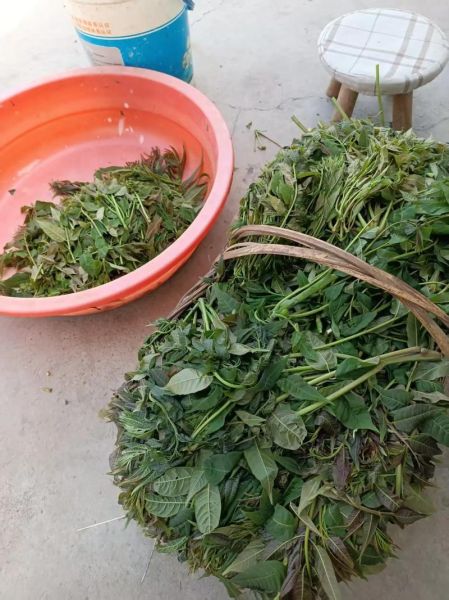 香椿干菜怎么做好吃_香椿干菜的家常做法-第3张图片-山城妙识 香椿干菜怎么做好吃_香椿干菜的家常做法-第3张图片-山城妙识