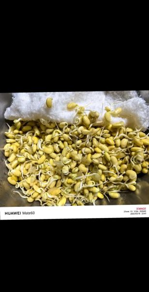 怎样发黄豆芽_黄豆芽最快最简单的方法-第3张图片-山城妙识