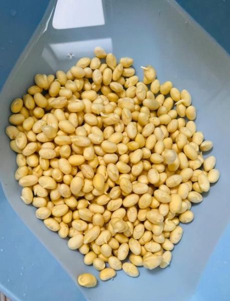怎样发黄豆芽_黄豆芽最快最简单的方法-第2张图片-山城妙识