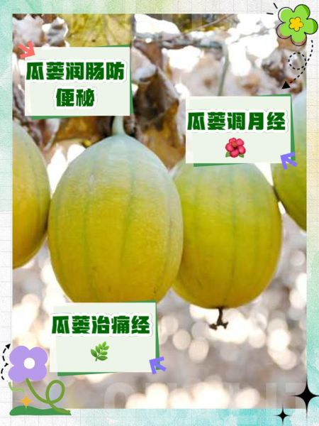 瓜蒌子炒熟吃有什么好处_瓜蒌子炒熟后功效与作用-第1张图片-山城妙识 瓜蒌子炒熟吃有什么好处_瓜蒌子炒熟后功效与作用-第1张图片-山城妙识