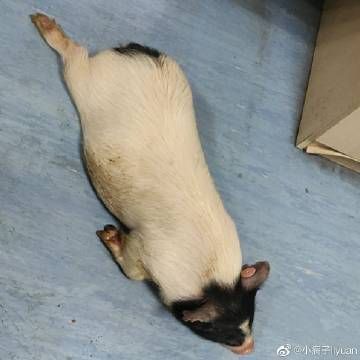 包饺子的小瘸子是谁_包饺子的小瘸子故事是真的吗-第1张图片-山城妙识