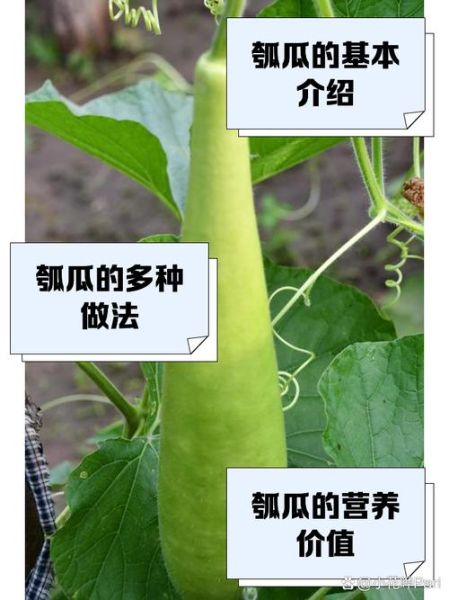 瓠子的功效与作用_瓠子怎么吃最营养-第2张图片-山城妙识