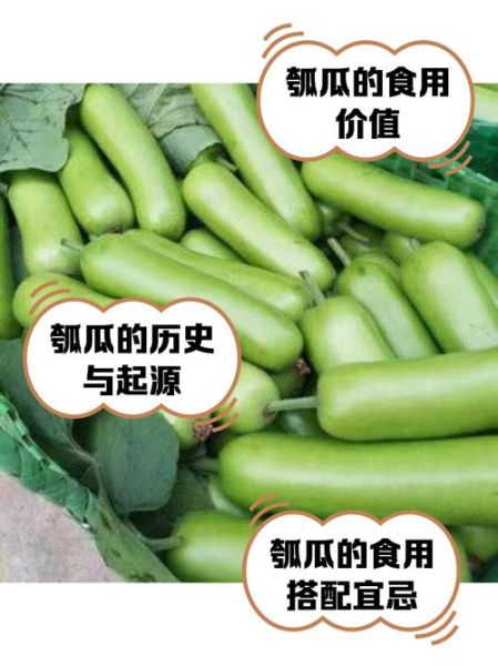 瓠子的功效与作用_瓠子怎么吃最营养-第3张图片-山城妙识