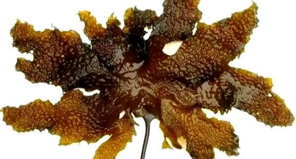 昆布是海带吗_昆布和海带的区别-第3张图片-山城妙识