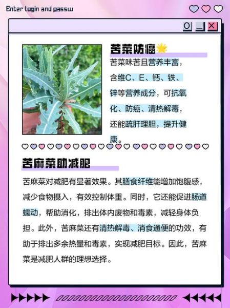 野苦麻菜有几种图片_如何辨别不同品种-第1张图片-山城妙识
